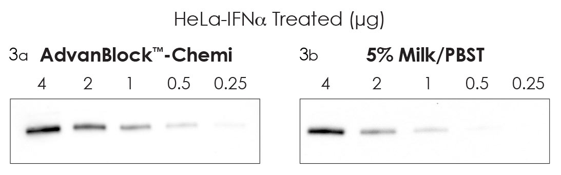AdvanBlock-Chemi : Antibody-antigen signal enhancing and blocking...