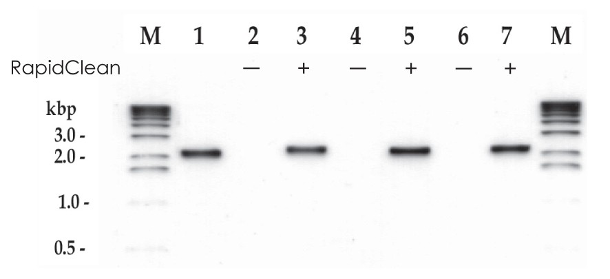 Advansta RapidClean kit for RNA DNA nucleotide cleanup : Quickly...