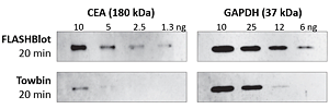 FlashBlot Transfer Buffer: fast gel to membrane transfer buffer